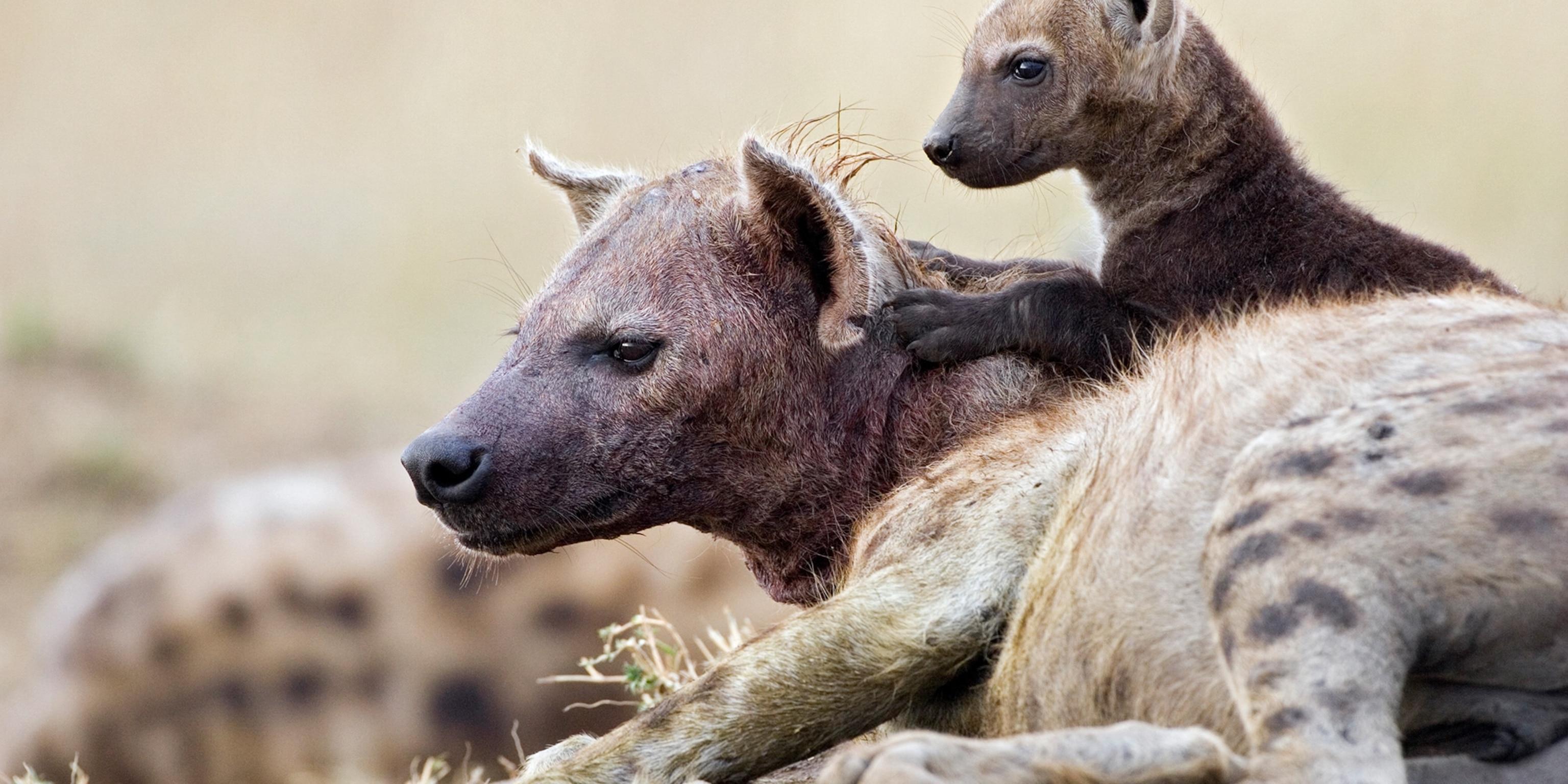 Baby Hyena Wallpapers - Top Free Baby Hyena Backgrounds - WallpaperAccess