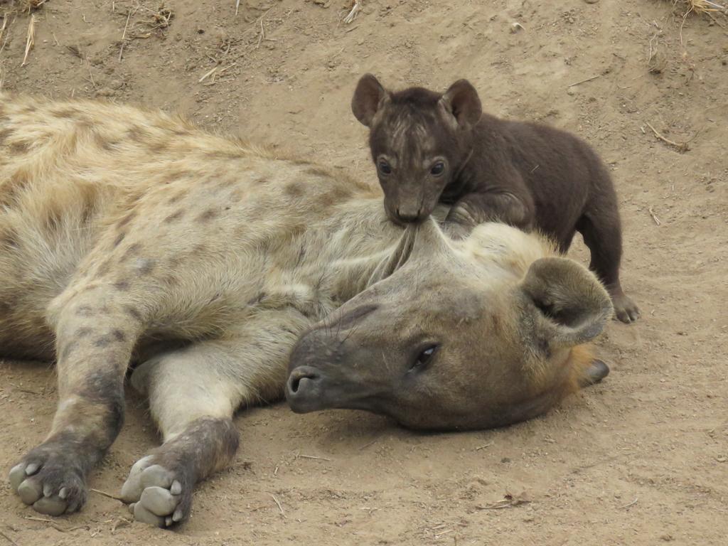Baby Hyena Wallpapers - Top Free Baby Hyena Backgrounds - WallpaperAccess