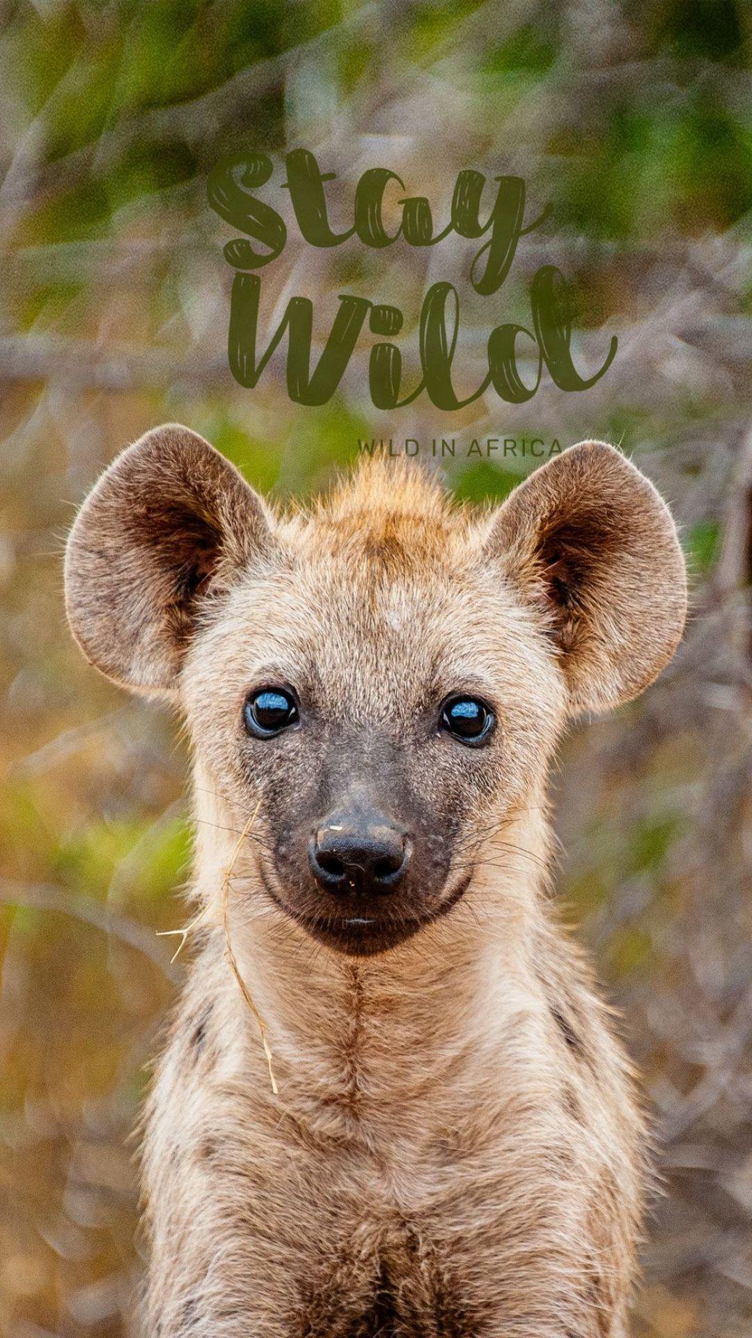 Baby Hyena Wallpapers - Top Free Baby Hyena Backgrounds - WallpaperAccess