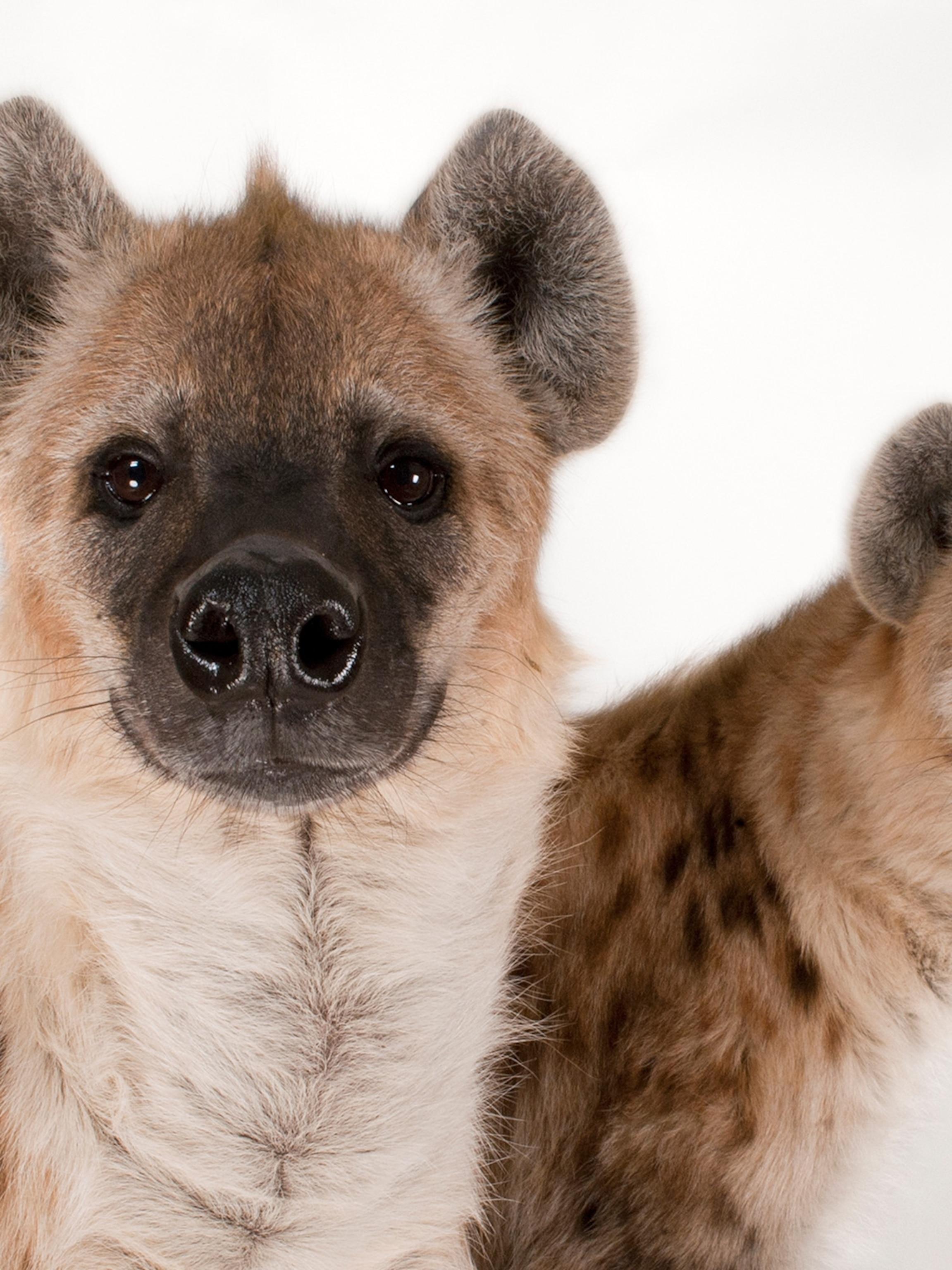 Baby Hyena Wallpapers - Top Free Baby Hyena Backgrounds - WallpaperAccess