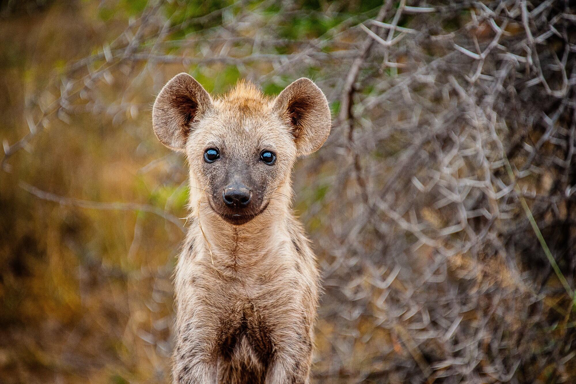 Baby Hyena Wallpapers - Top Free Baby Hyena Backgrounds - WallpaperAccess