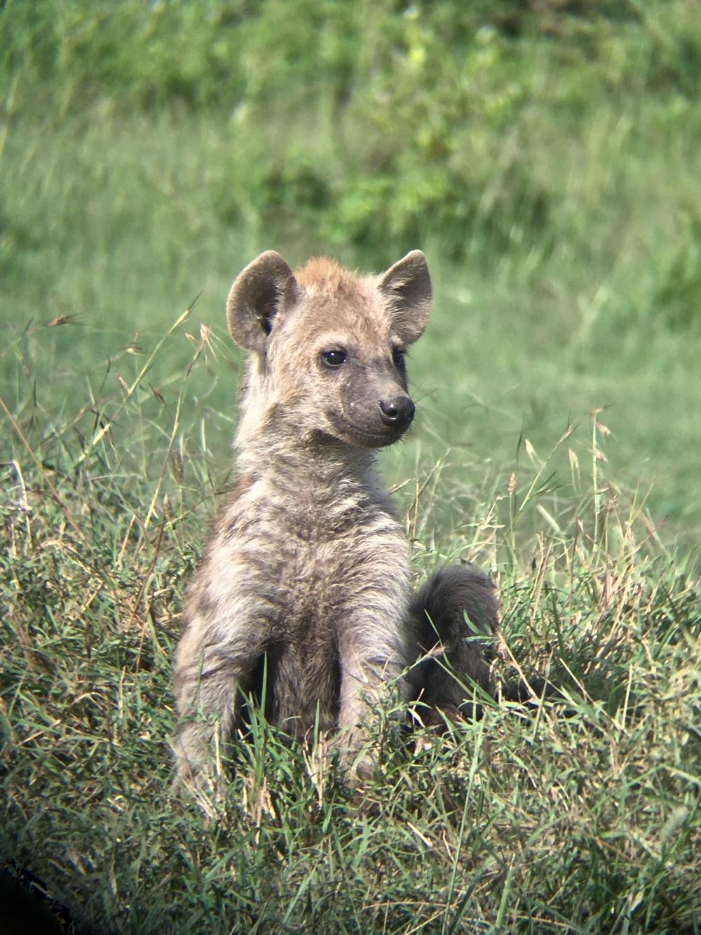 Baby Hyena Wallpapers - Top Free Baby Hyena Backgrounds - WallpaperAccess