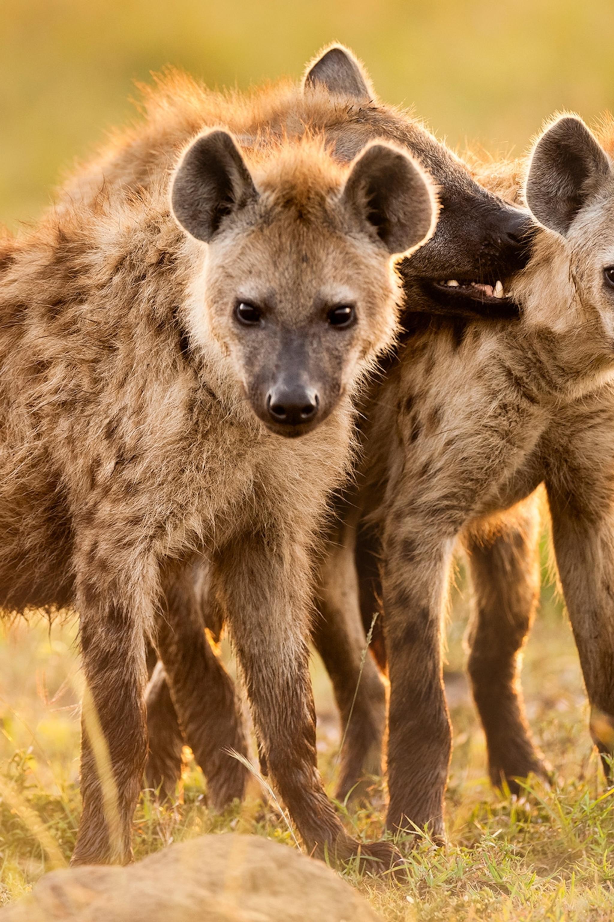 Baby Hyena Wallpapers - Top Free Baby Hyena Backgrounds - WallpaperAccess