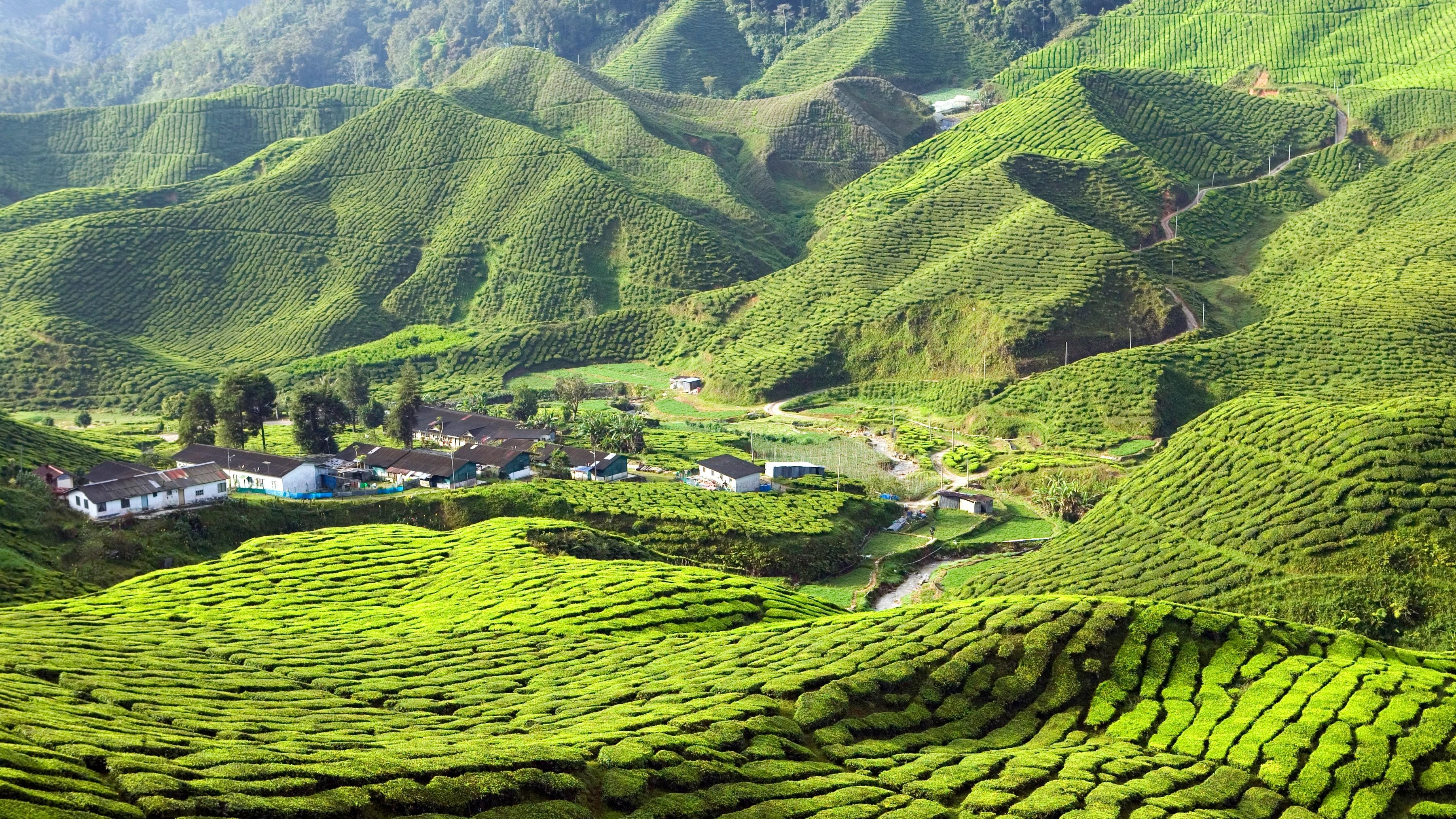 Cameron Highlands Wallpapers - Top Free Cameron Highlands Backgrounds ...