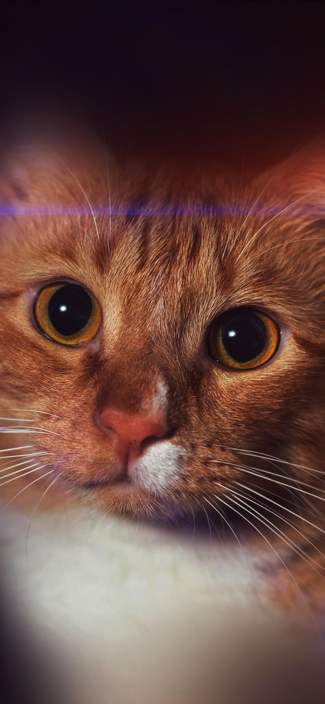 Kawaii Cat Face Wallpapers - Top Free Kawaii Cat Face Backgrounds ...