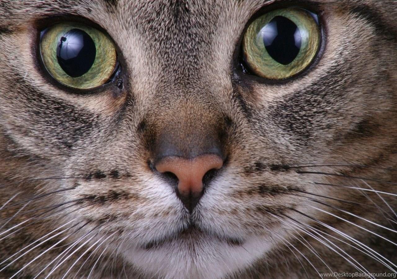 Kawaii Cat Face Wallpapers - Top Free Kawaii Cat Face Backgrounds ...