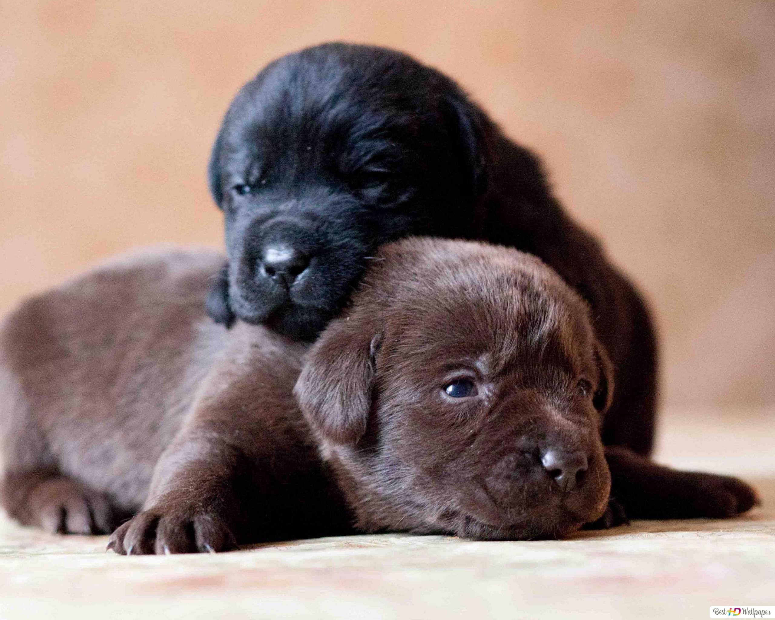 Black Lab Puppies Wallpapers - Top Free Black Lab Puppies Backgrounds ...