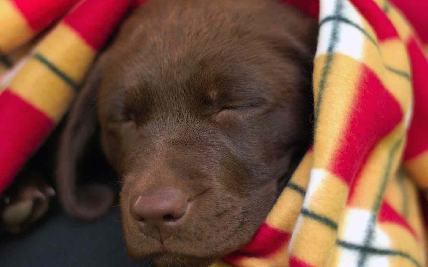 Chocolate Lab Puppies Wallpapers - Top Free Chocolate Lab Puppies ...