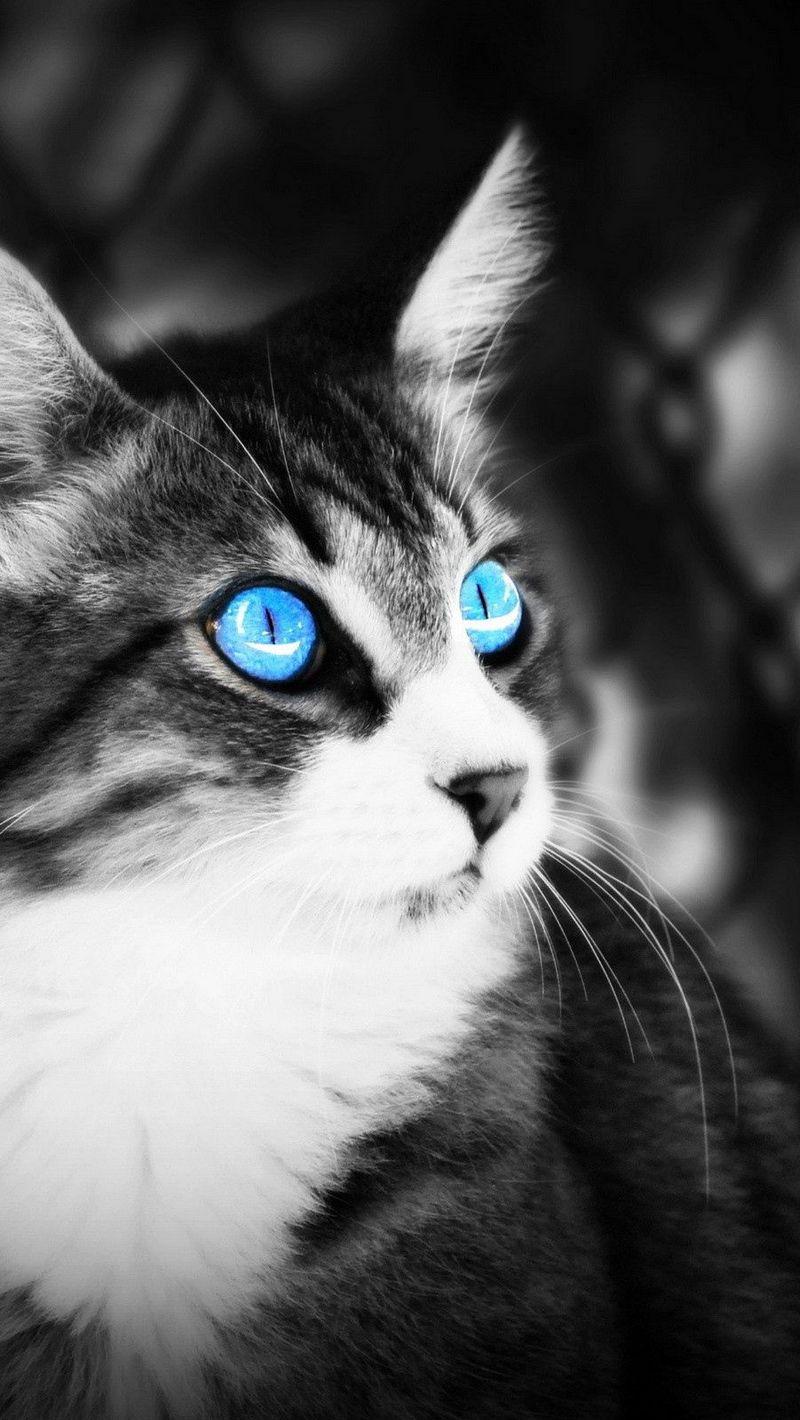 Cat Blue Eyes Wallpapers - Top Free Cat Blue Eyes Backgrounds ...