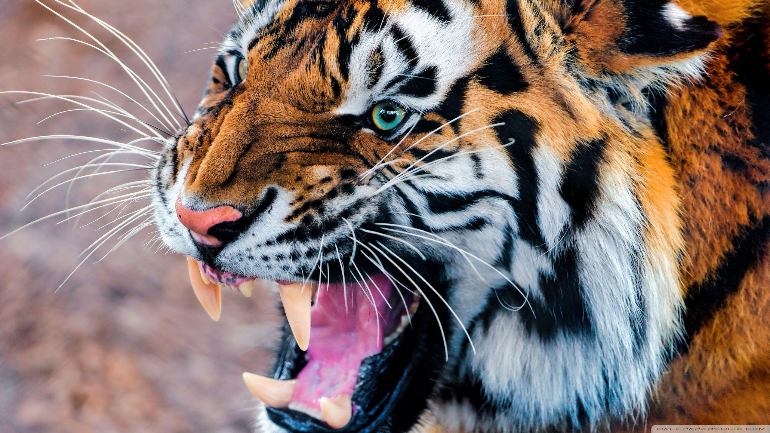 Beautiful Abstract Tiger Wallpapers - Top Free Beautiful Abstract Tiger ...