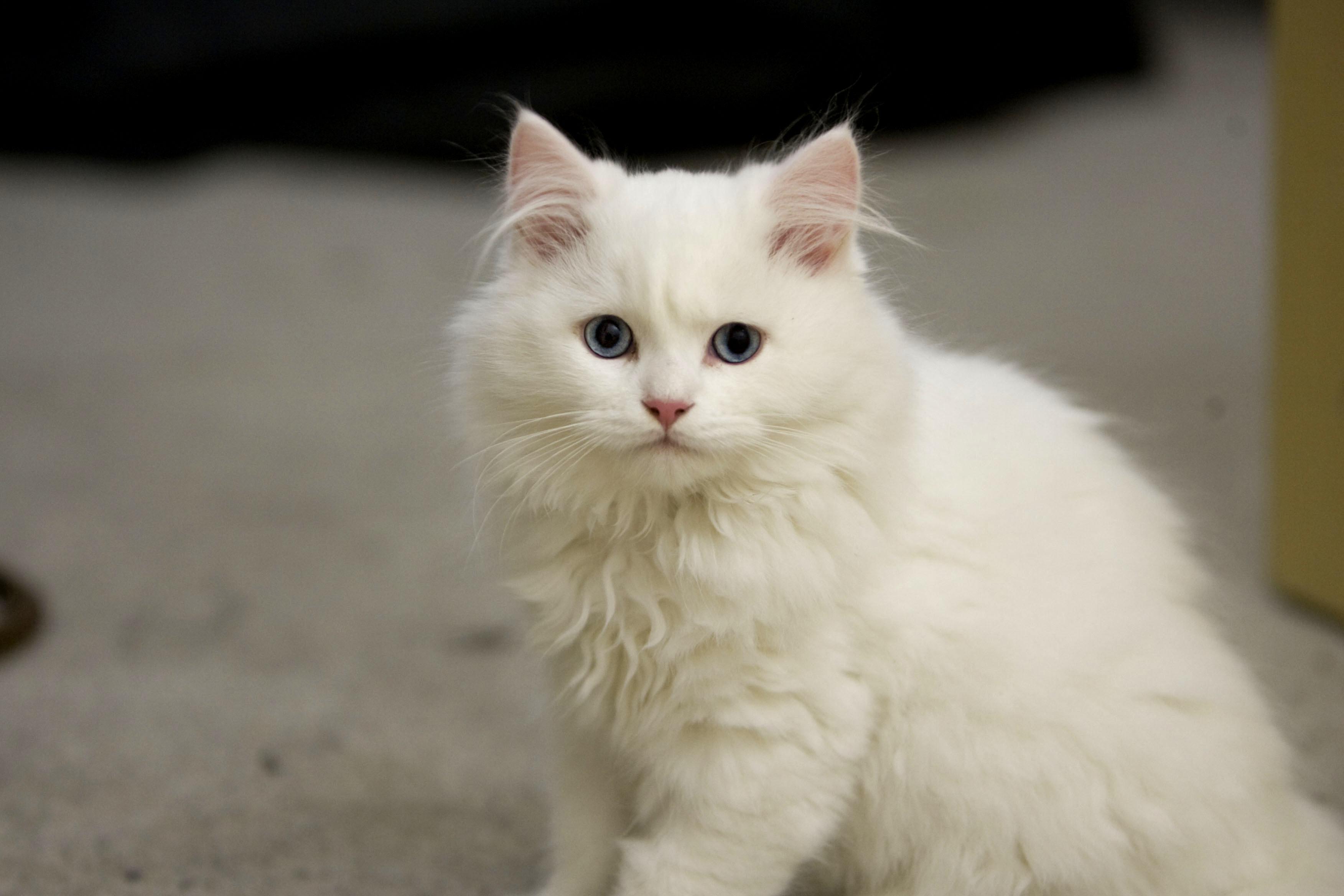 White Cat Blue Eyes Wallpapers - Top Free White Cat Blue Eyes ...