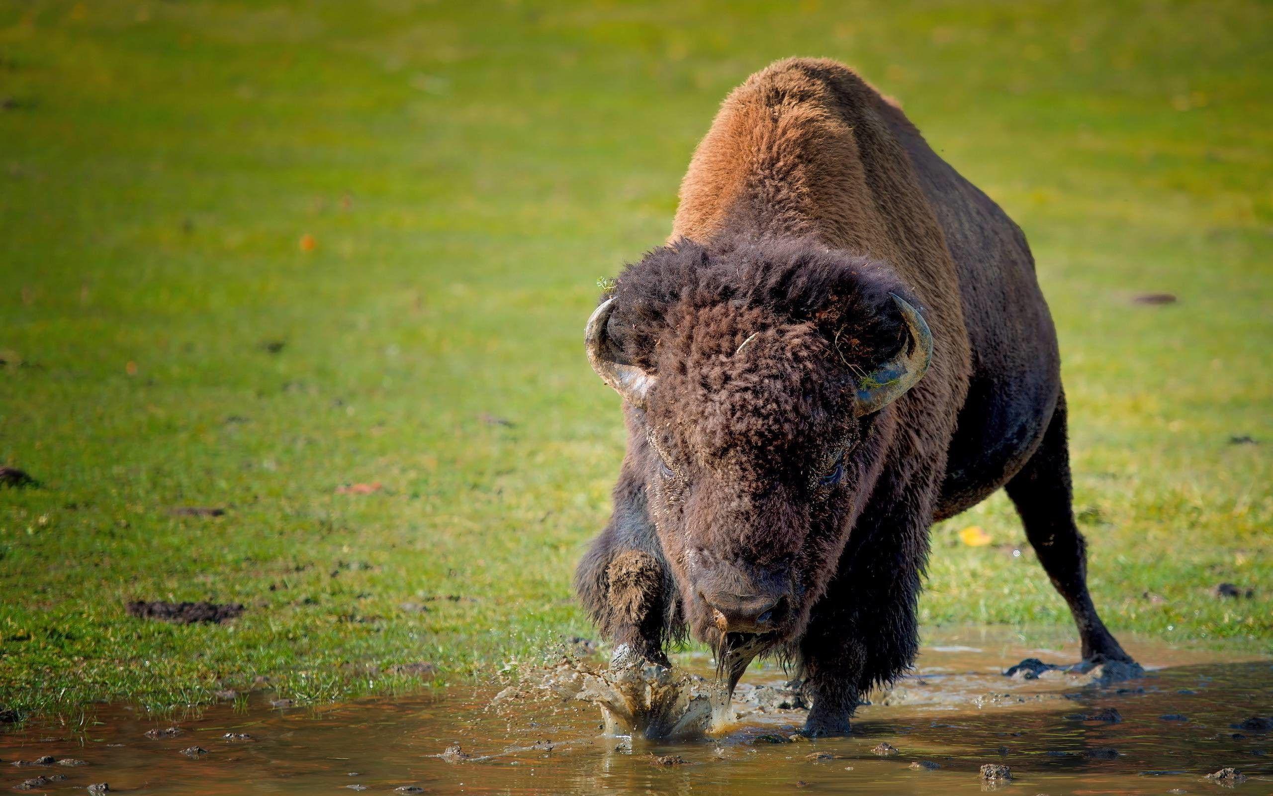 Native American Bison Wallpapers - Top Free Native American Bison ...