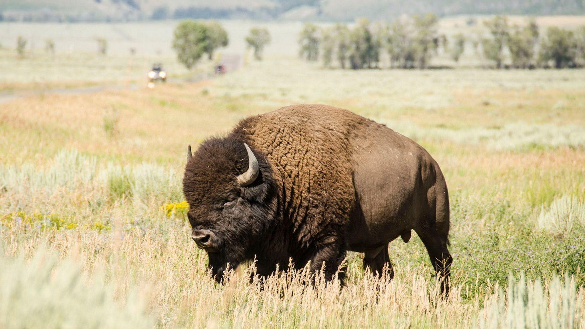 American Bison Wallpapers - Top Free American Bison Backgrounds ...