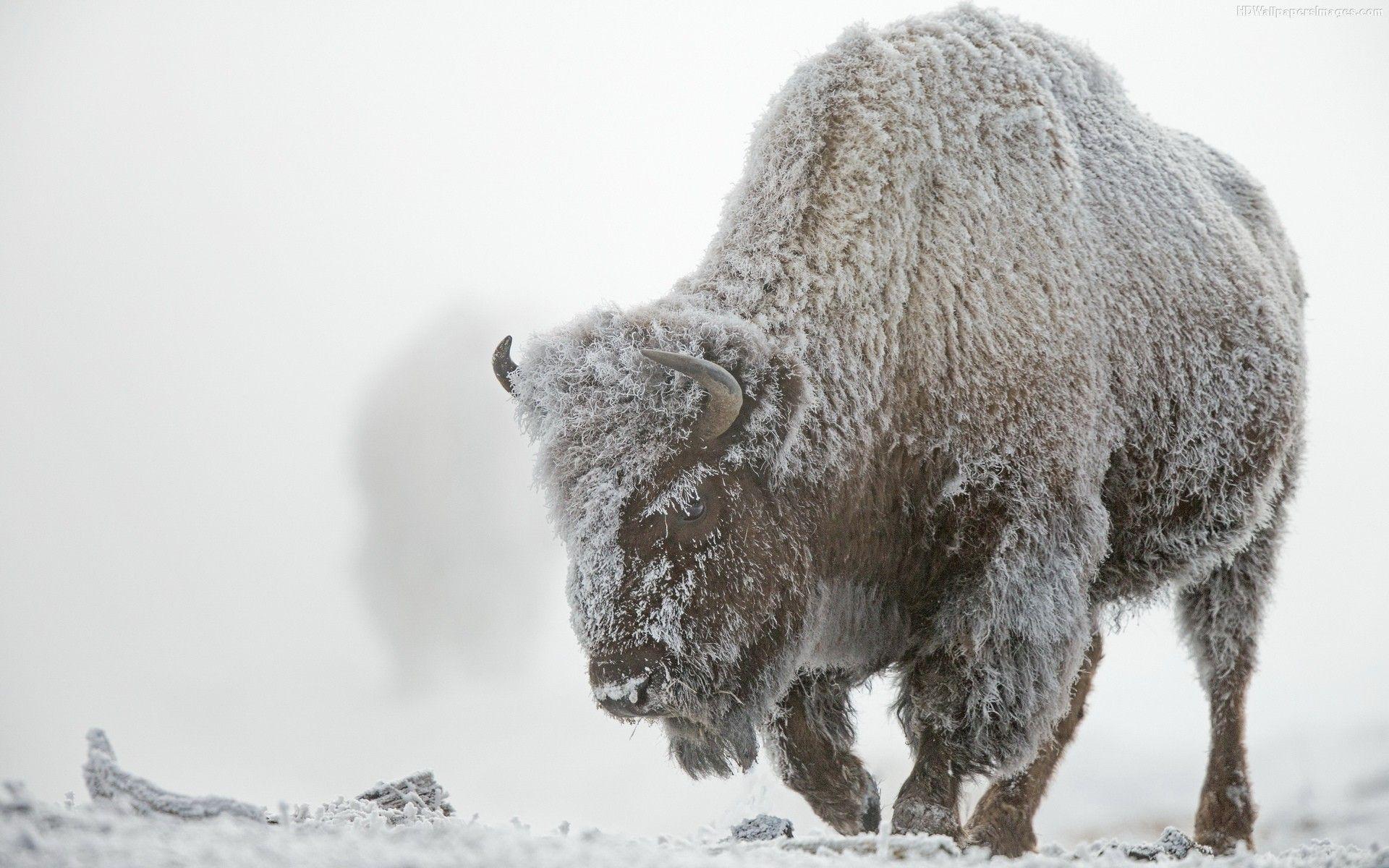 Bison Wallpapers - Top Free Bison Backgrounds - WallpaperAccess