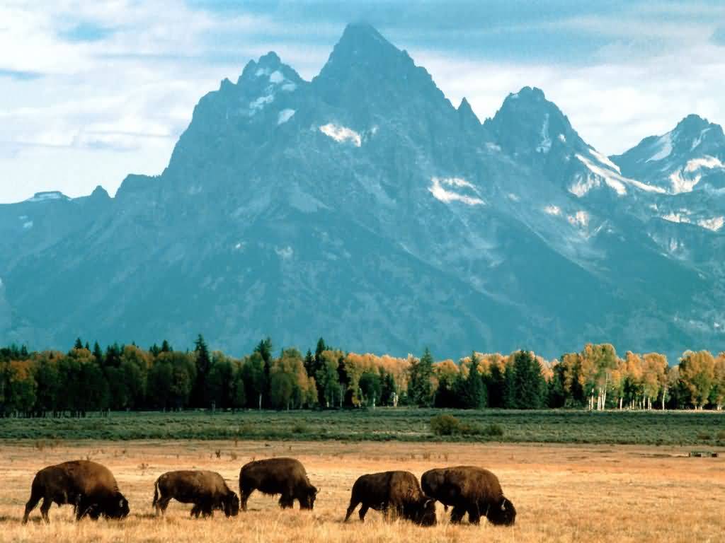 Native American Bison Wallpapers - Top Free Native American Bison ...