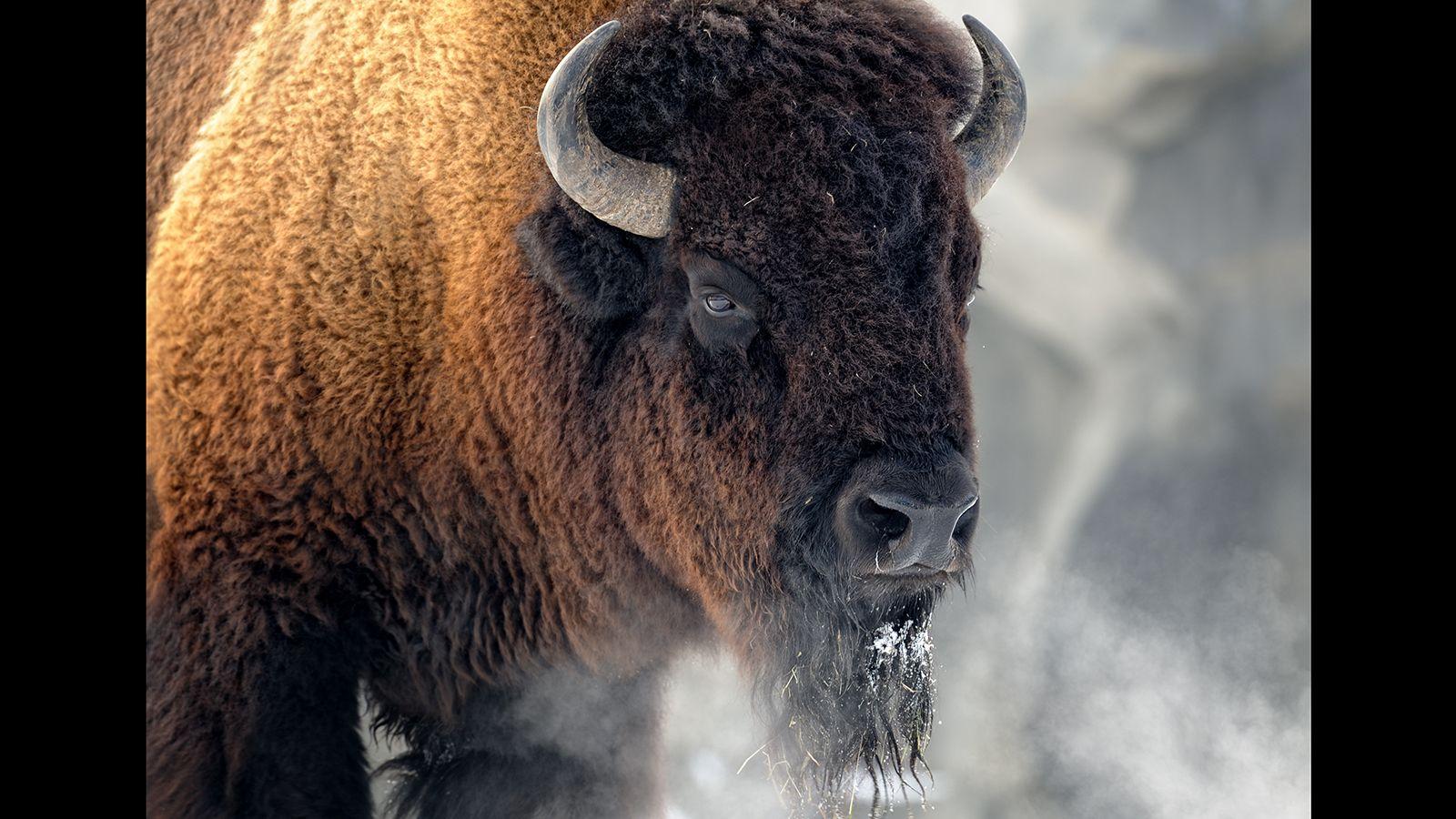 Native American Bison Wallpapers - Top Free Native American Bison ...