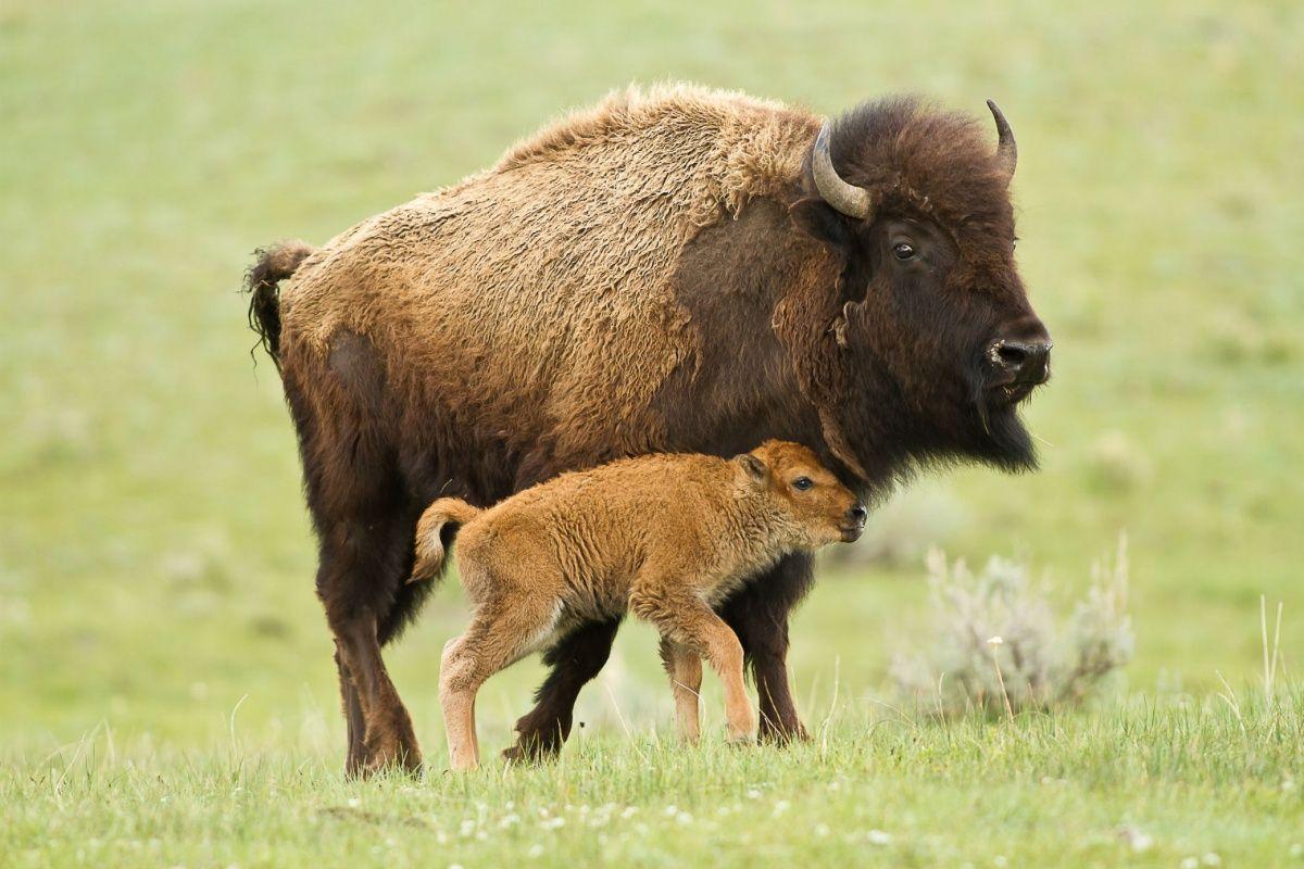 Native American Bison Wallpapers - Top Free Native American Bison ...