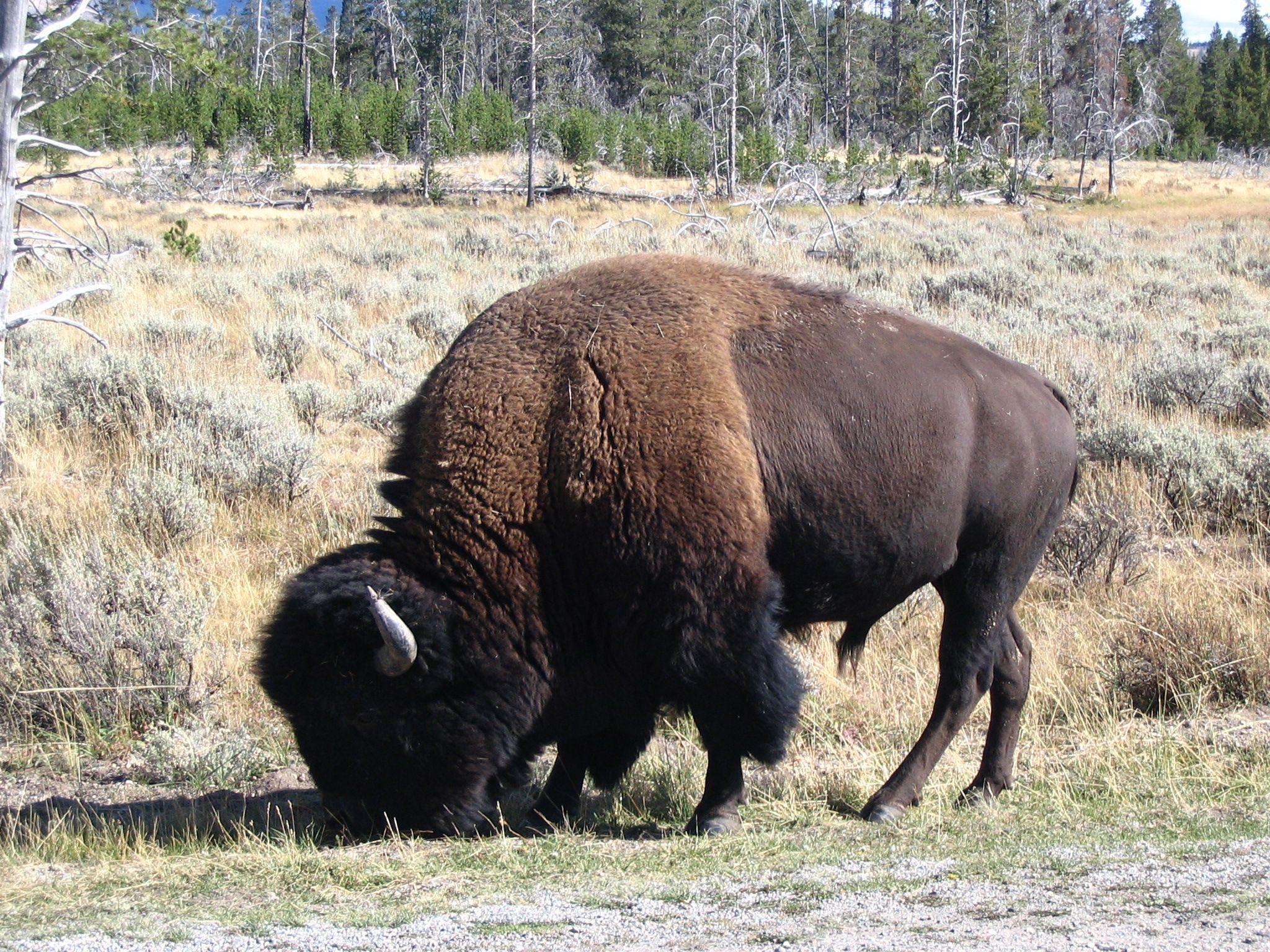 Native American Bison Wallpapers - Top Free Native American Bison ...