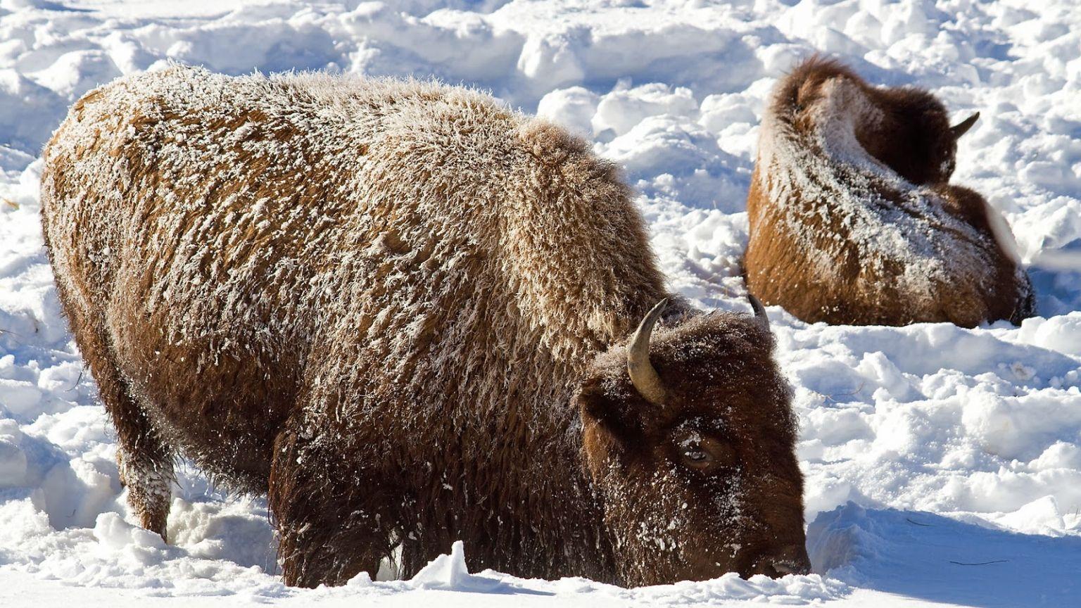 Native American Bison Wallpapers - Top Free Native American Bison ...