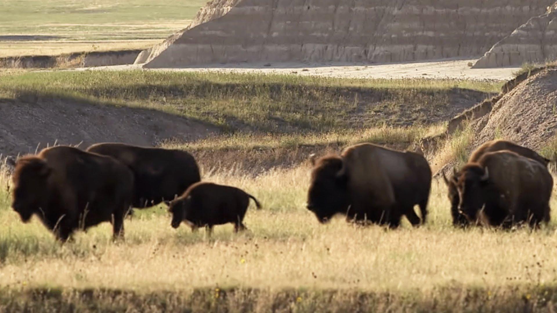 Native American Bison Drive