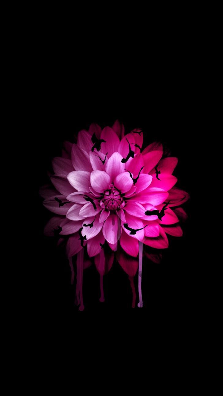 Flower Apple iPhone Wallpapers - Top Free Flower Apple iPhone ...