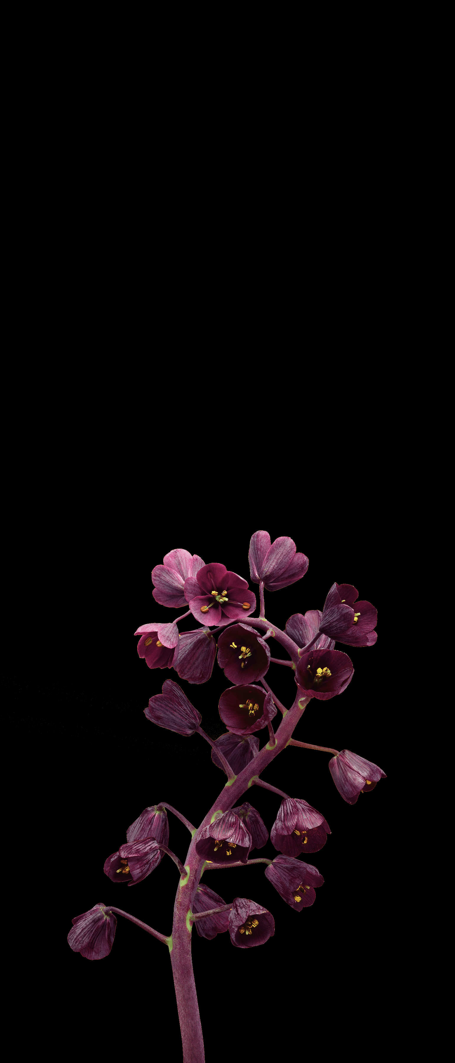 Flower Apple iPhone Wallpapers - Top Free Flower Apple iPhone ...