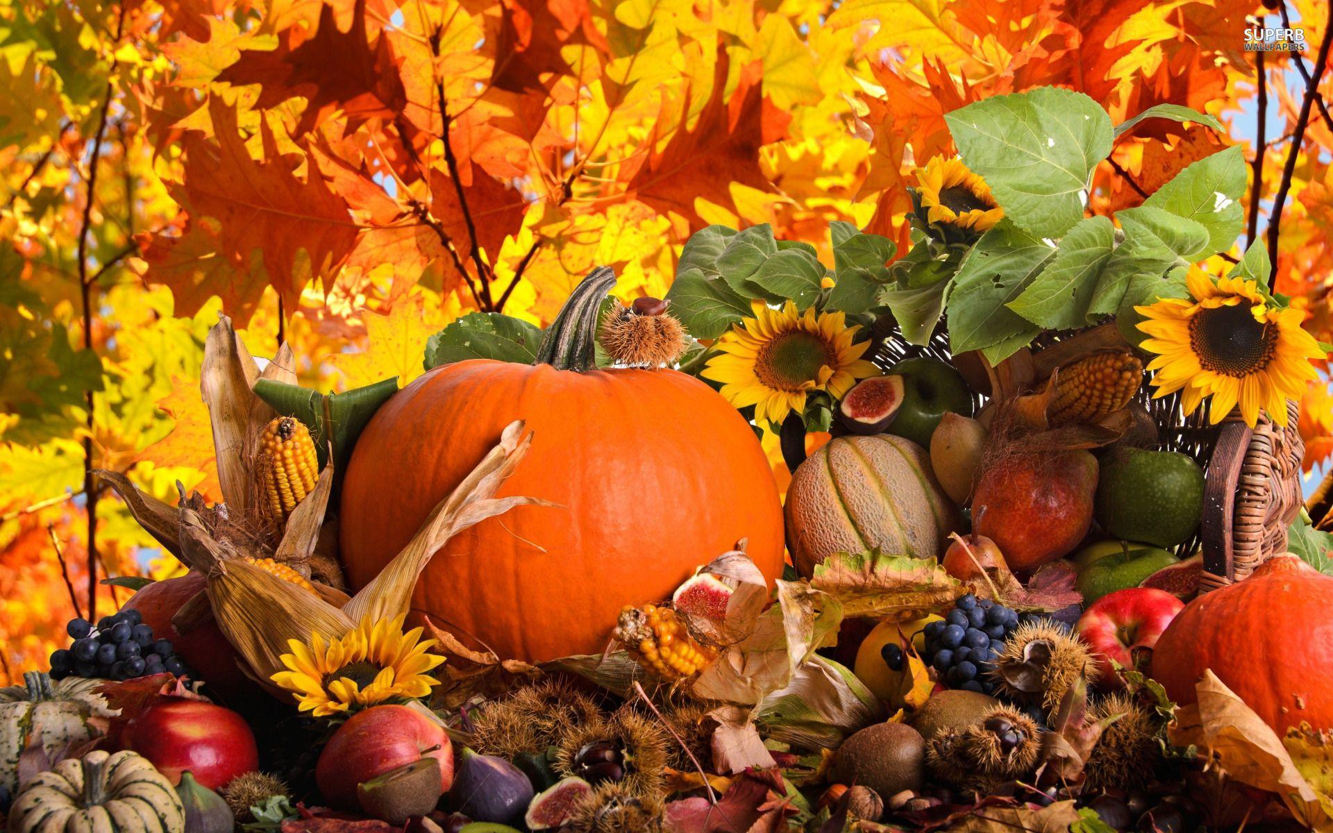 Autumn Pumpkins Wallpapers - Top Free Autumn Pumpkins Backgrounds ...