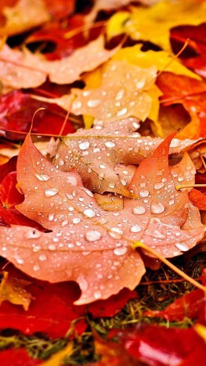 Autumn Leaves Phone Wallpapers - Top Free Autumn Leaves Phone ...