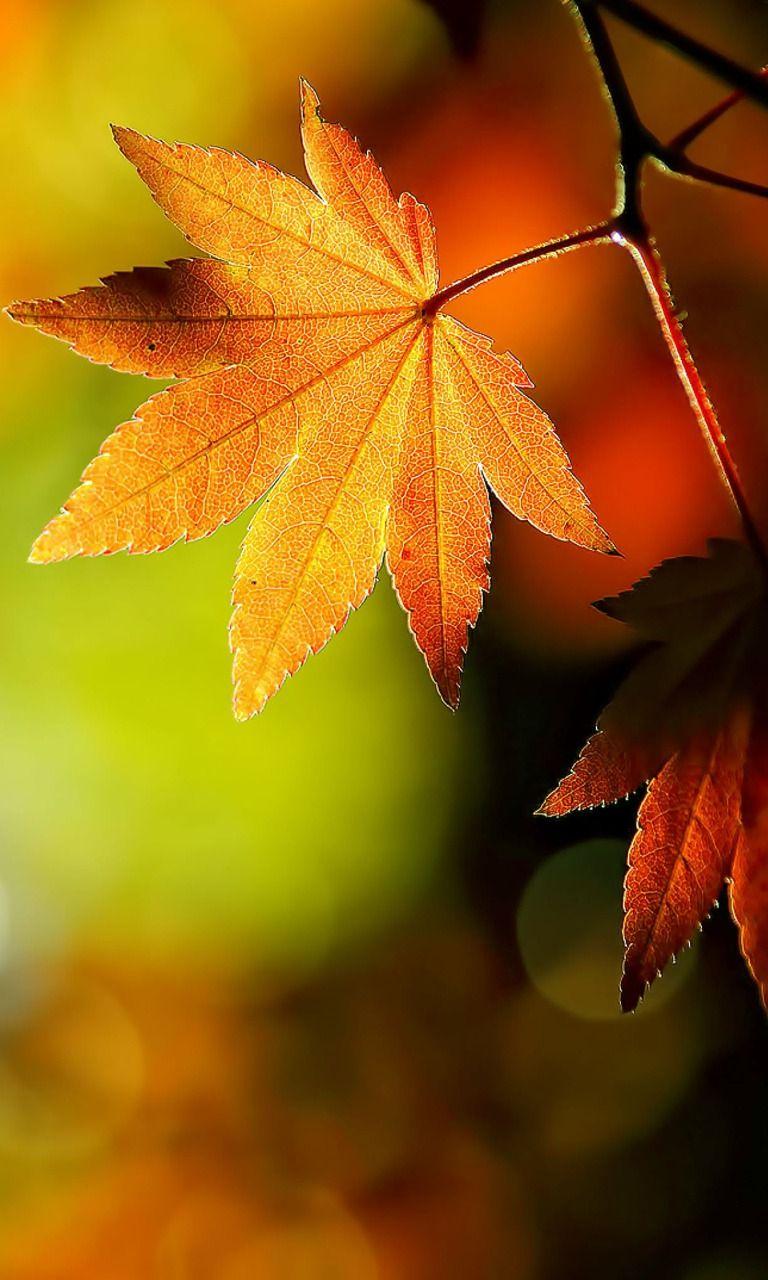 Autumn Leaves Phone Wallpapers - Top Free Autumn Leaves Phone ...