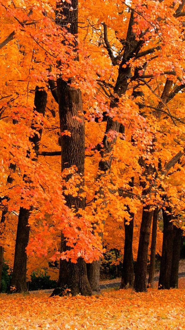 Autumn Leaves Phone Wallpapers - Top Free Autumn Leaves Phone ...