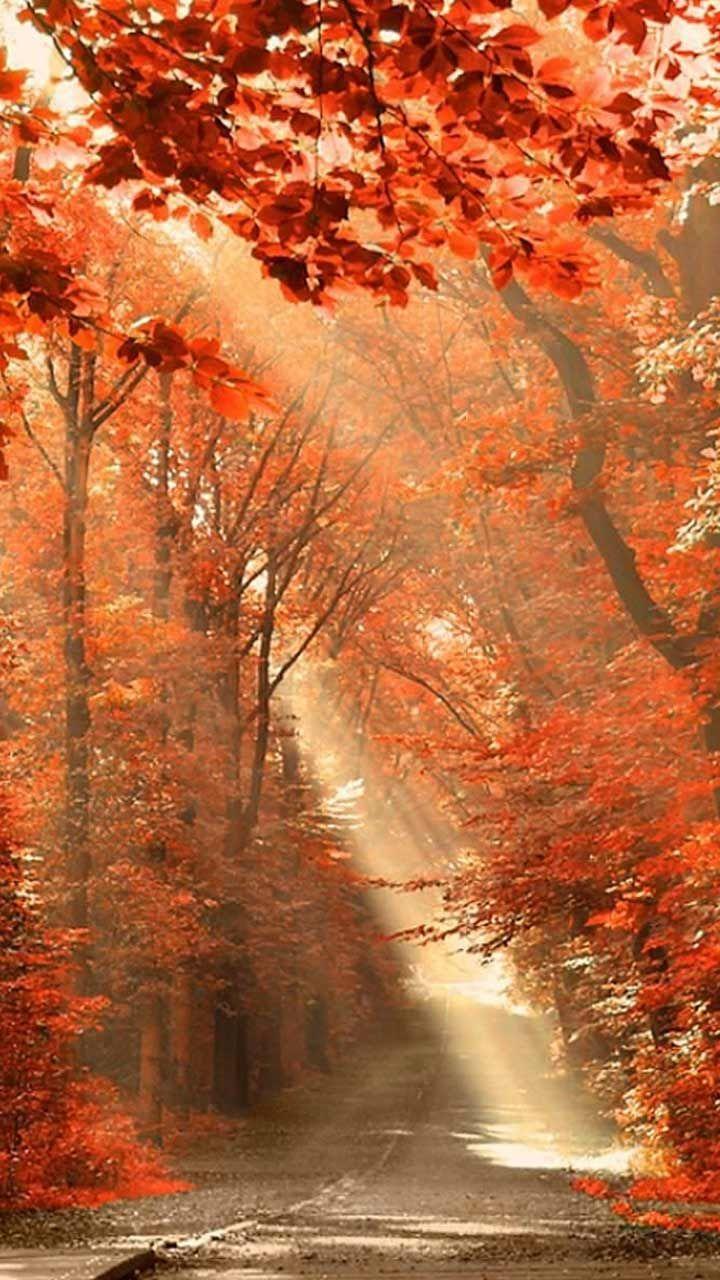 Autumn Leaves Phone Wallpapers - Top Free Autumn Leaves Phone ...