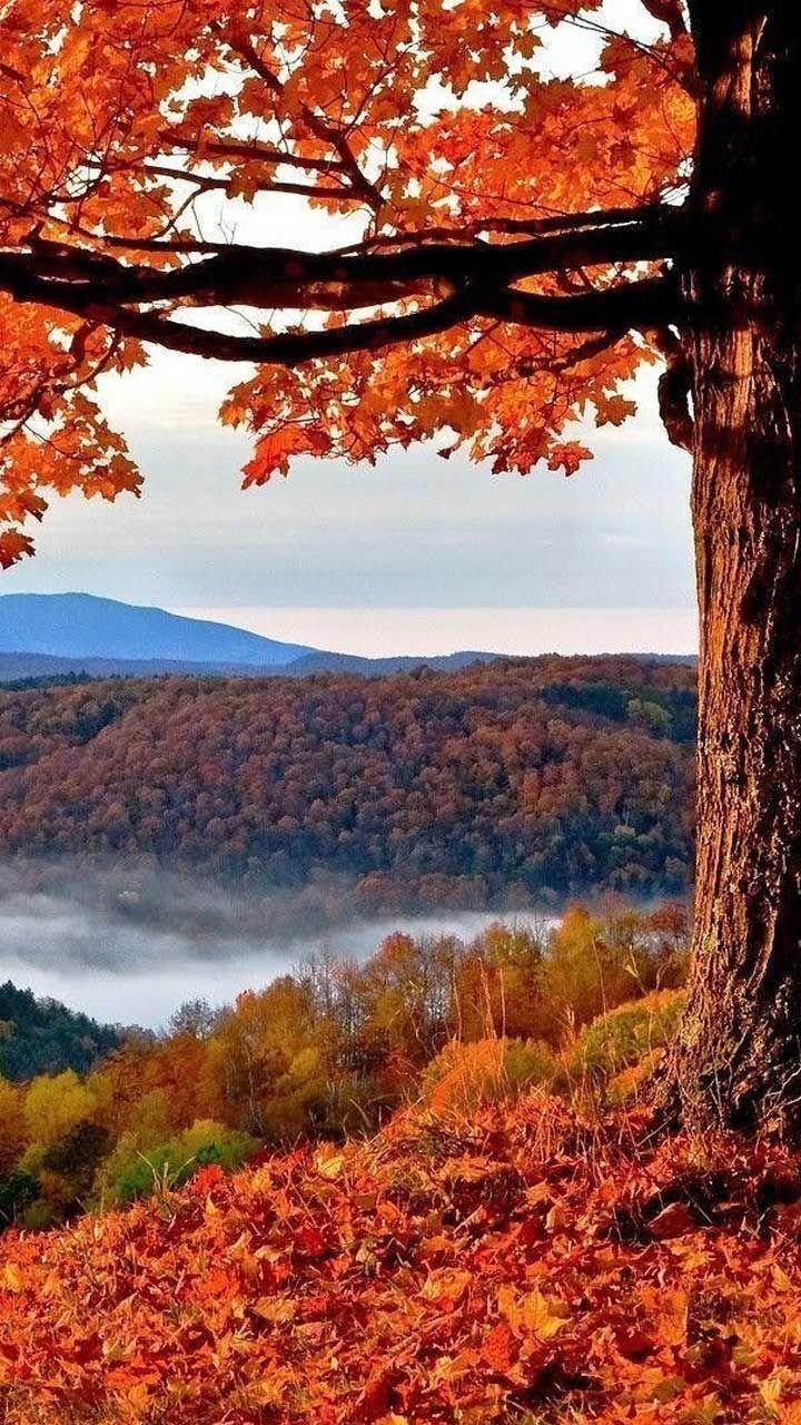 Autumn Leaves Phone Wallpapers - Top Free Autumn Leaves Phone ...