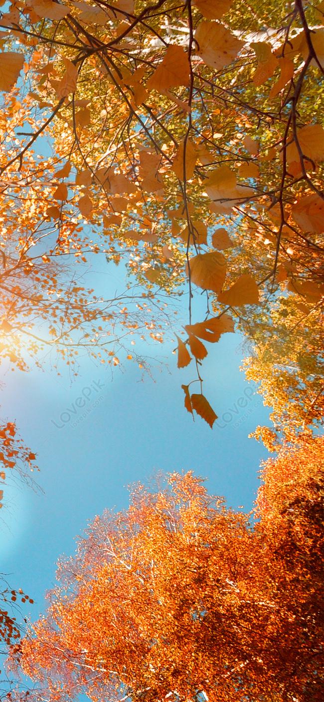 Autumn Leaves Phone Wallpapers - Top Free Autumn Leaves Phone ...