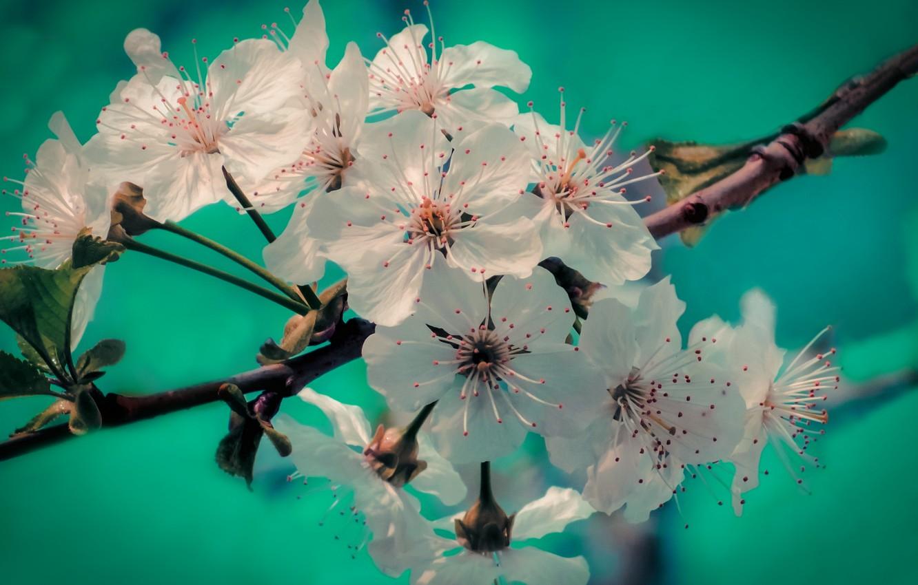 May Spring Wallpapers - Top Free May Spring Backgrounds - WallpaperAccess