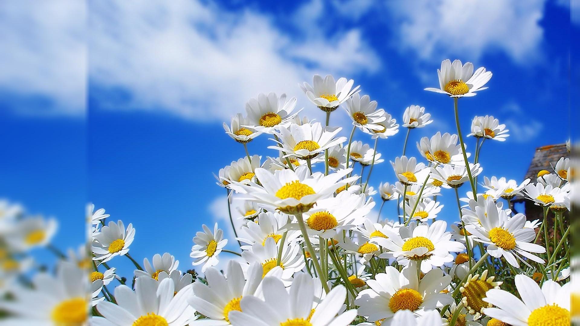 May Spring Wallpapers - Top Free May Spring Backgrounds - WallpaperAccess