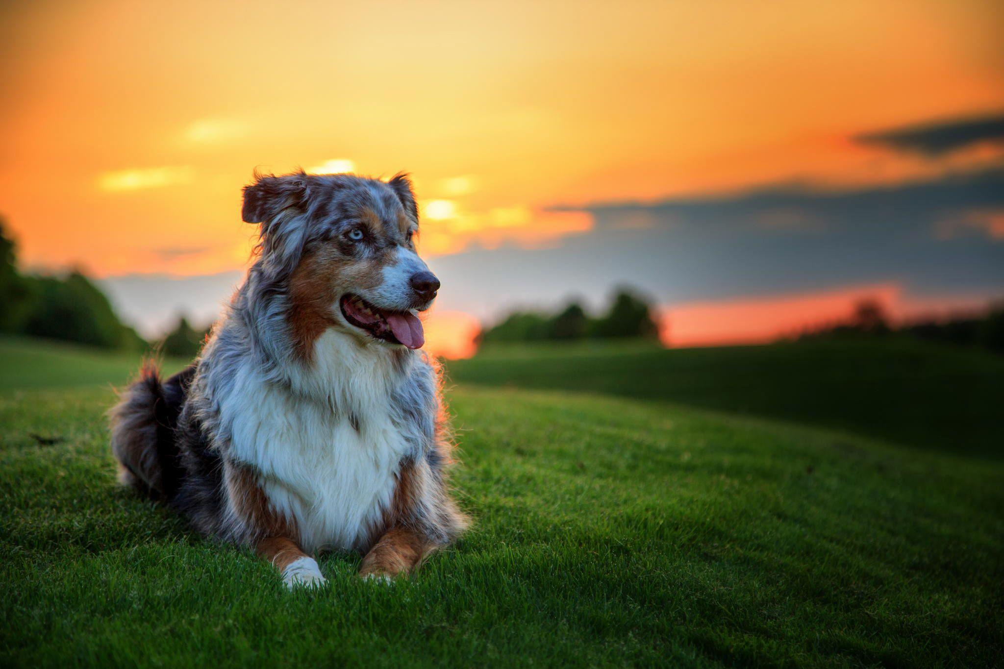 4K Dog Wallpapers Top Free 4K Dog Backgrounds WallpaperAccess