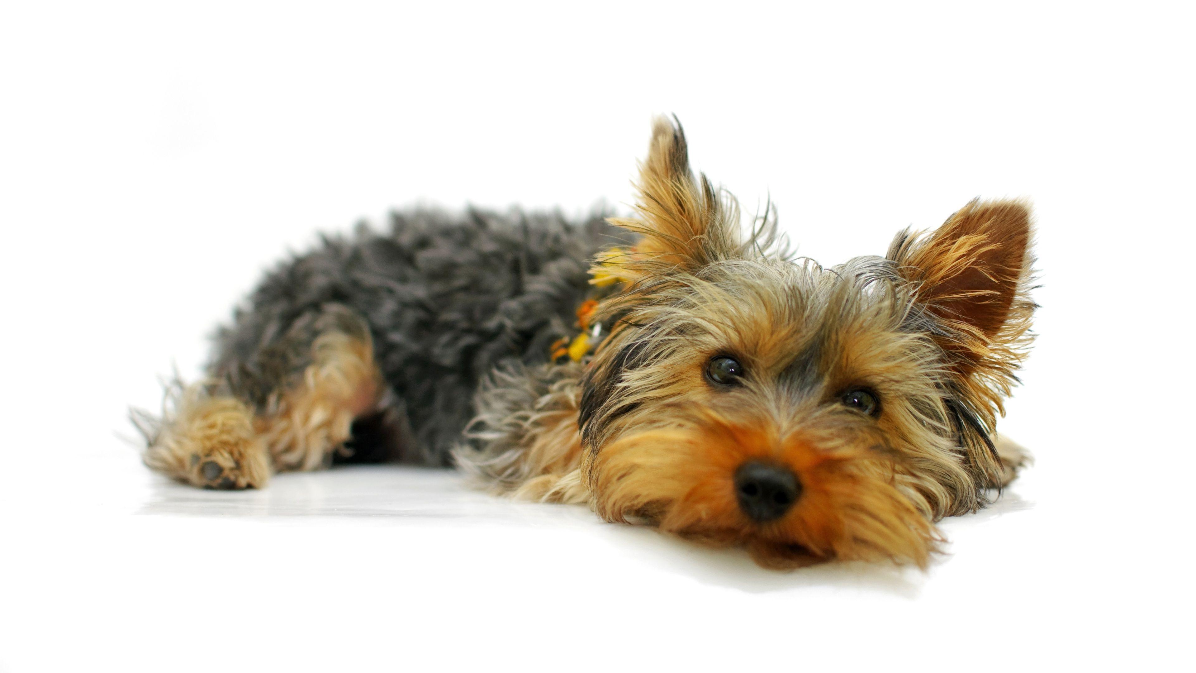 4K Dog Wallpapers - Top Free 4K Dog Backgrounds - WallpaperAccess