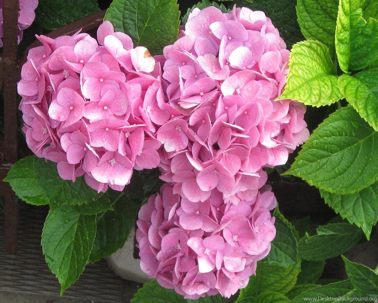 Beautiful Summer Flower Desktop Wallpapers - Top Free Beautiful Summer ...