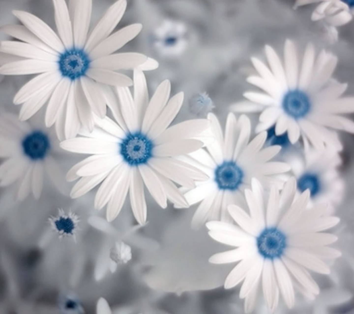 Beautiful Summer Flower Desktop Wallpapers - Top Free Beautiful Summer ...