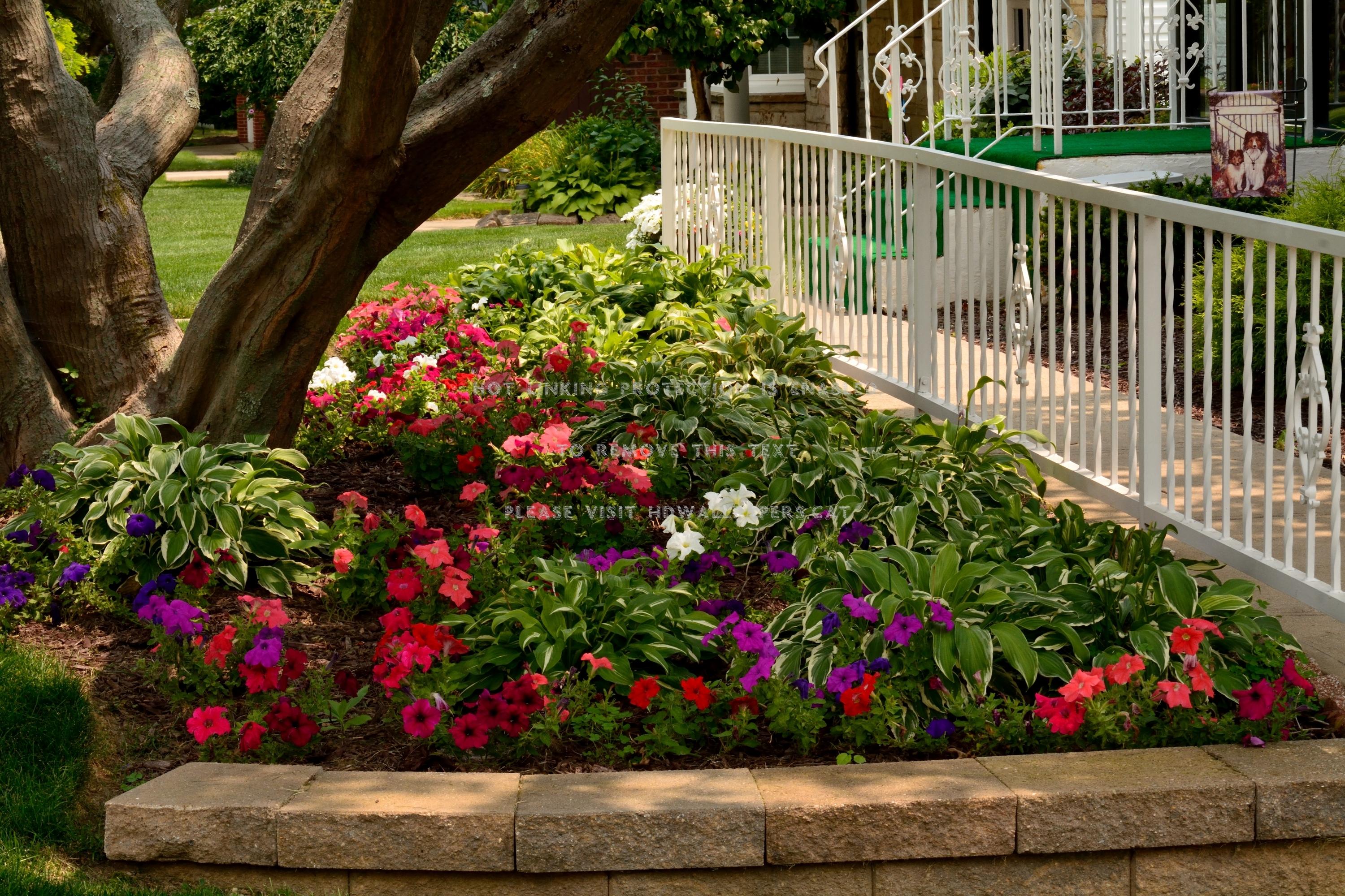 Beautiful Summer Flower Desktop Wallpapers - Top Free Beautiful Summer ...