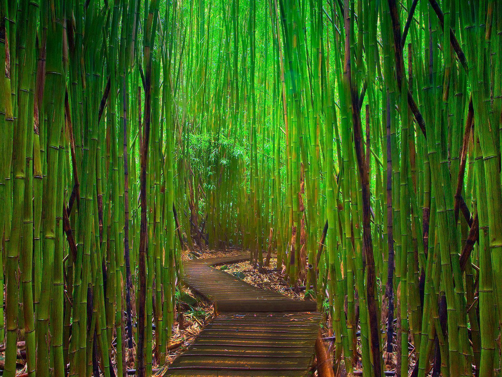 Bamboo iPhone Wallpapers - Top Free Bamboo iPhone Backgrounds ...