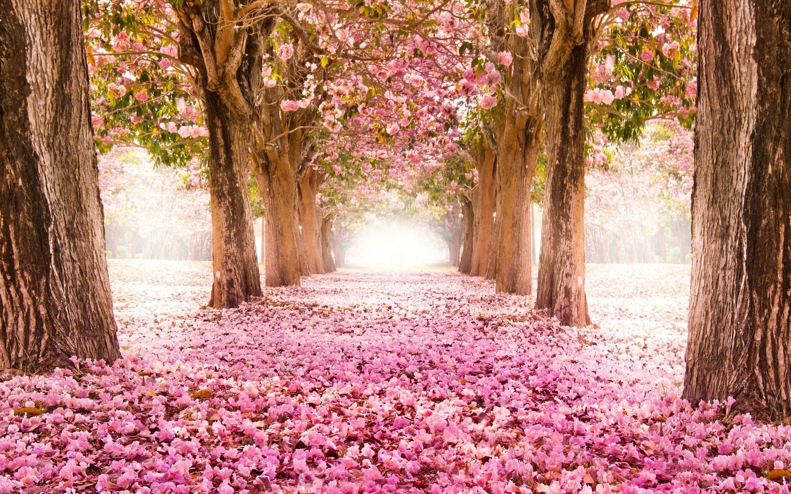 Japan Cherry Blossom Wallpapers - Top Free Japan Cherry Blossom ...
