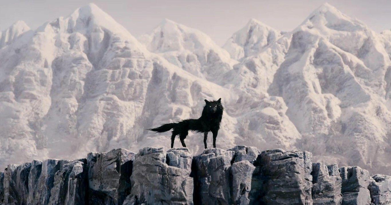 Fox and Wolf Wallpapers - Top Free Fox and Wolf Backgrounds ...