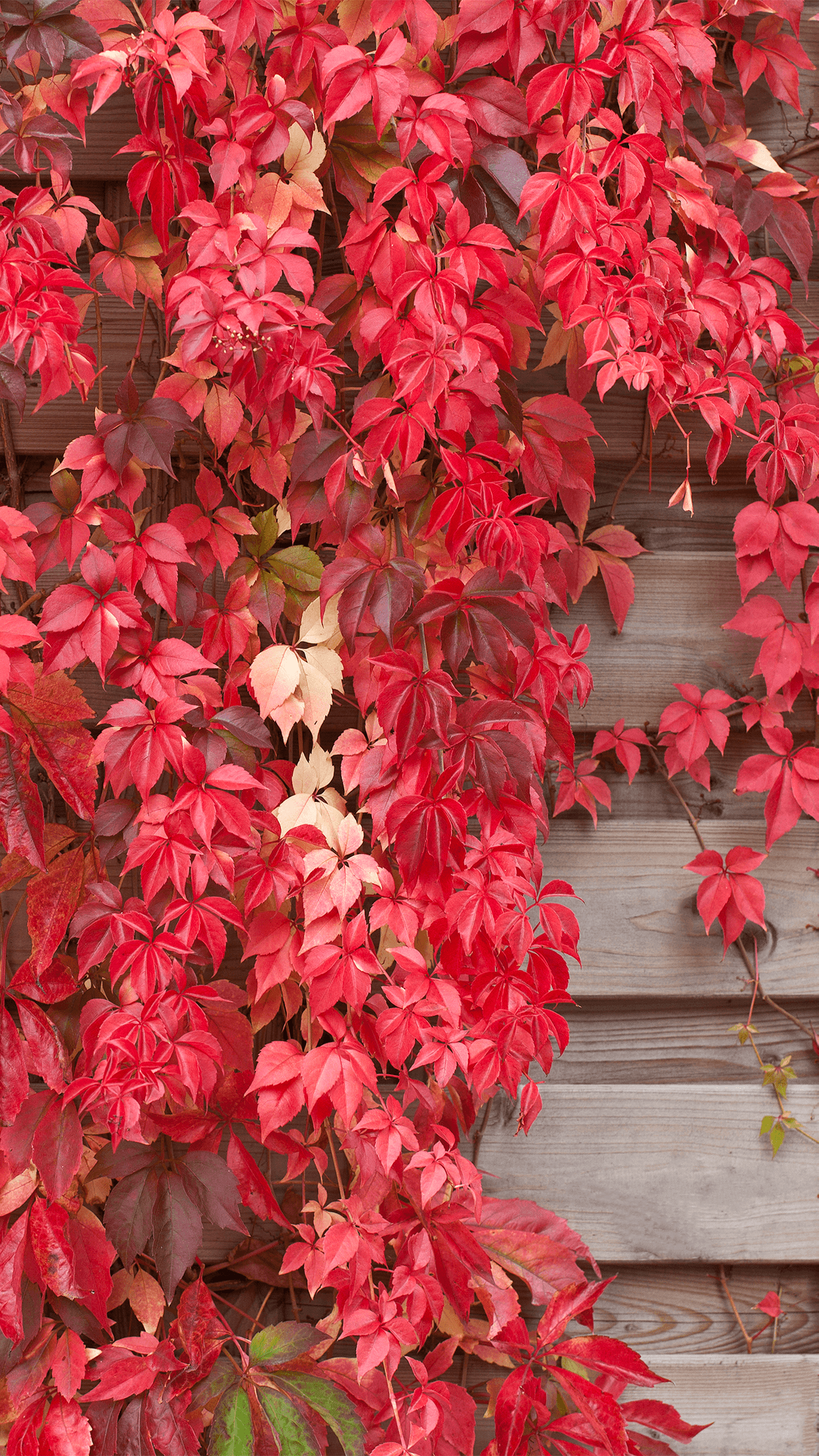 iPhone iOS 10 Wallpapers - Top Free iPhone iOS 10 Backgrounds ...