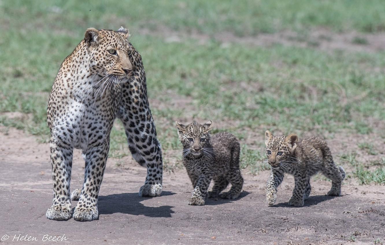 Leopard Family Wallpapers - Top Free Leopard Family Backgrounds ...