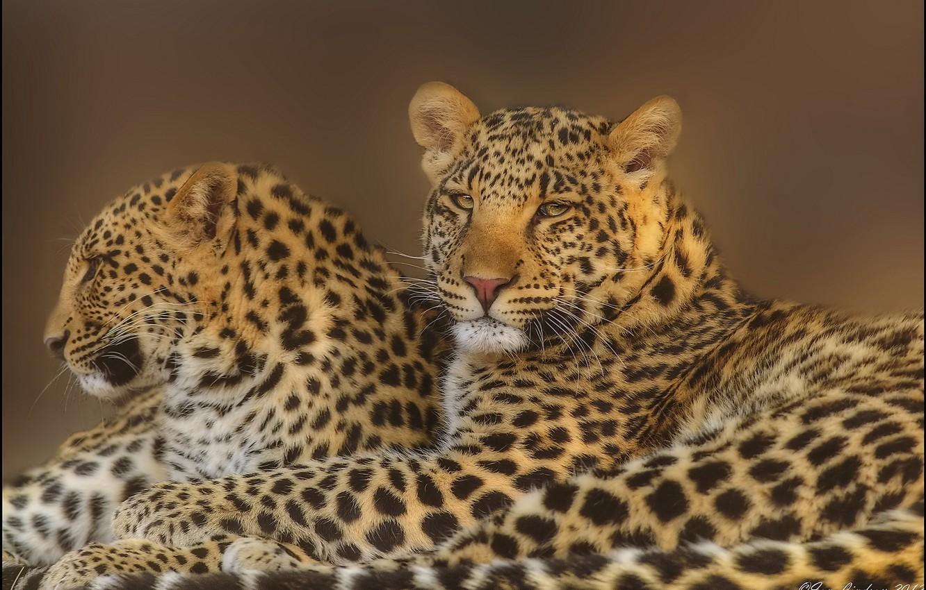 Leopard Family Wallpapers - Top Free Leopard Family Backgrounds ...
