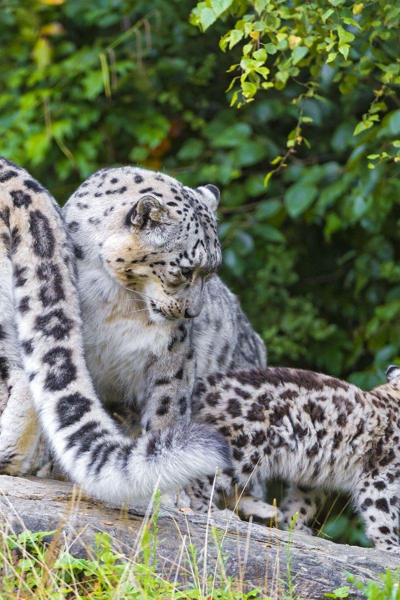 Leopard Family Wallpapers - Top Free Leopard Family Backgrounds ...