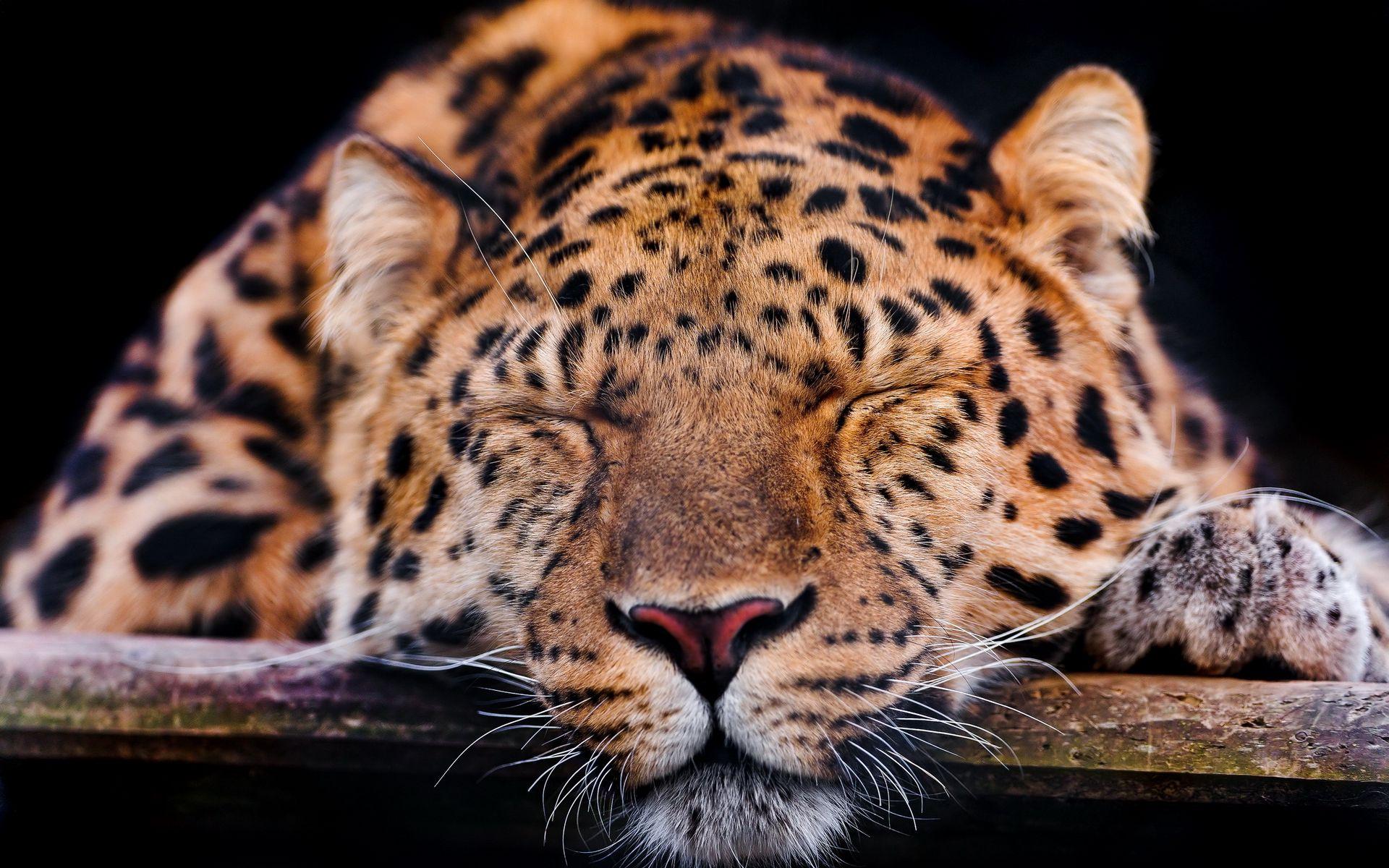 Sleeping Leopard Wallpapers - Top Free Sleeping Leopard Backgrounds ...