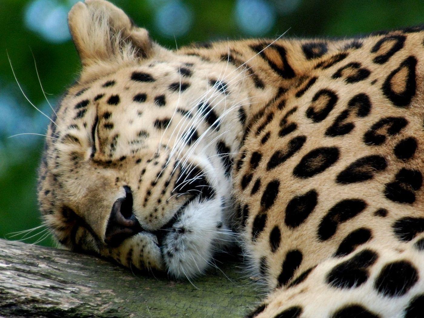 Sleeping Leopard Wallpapers - Top Free Sleeping Leopard Backgrounds ...