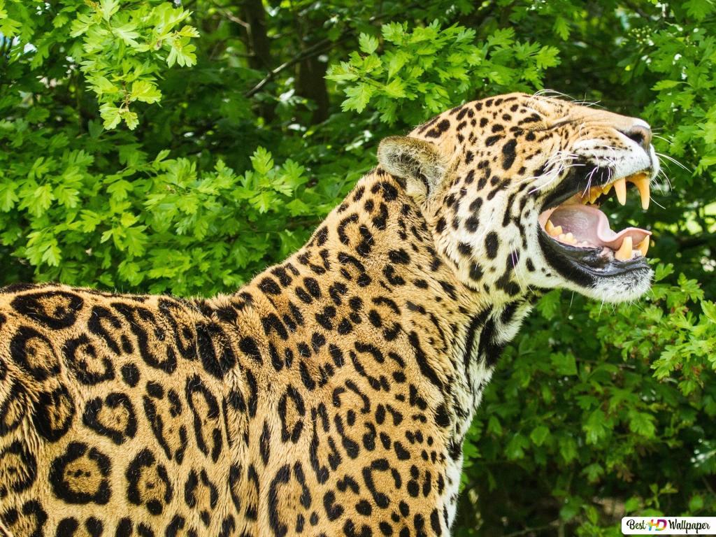 Leopard Family Wallpapers - Top Free Leopard Family Backgrounds ...